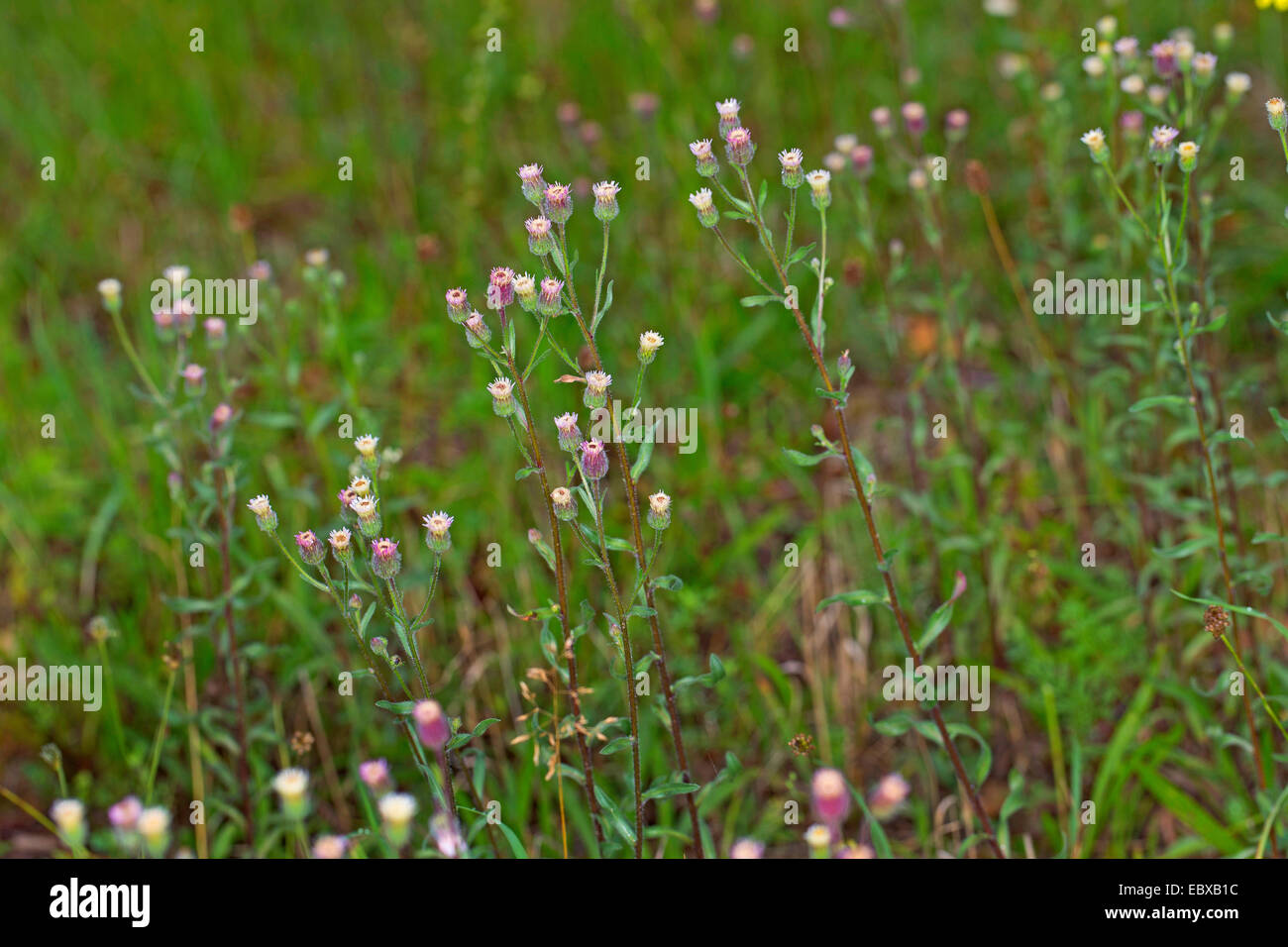 Bitter fleabane hi-res stock photography and images - Alamy