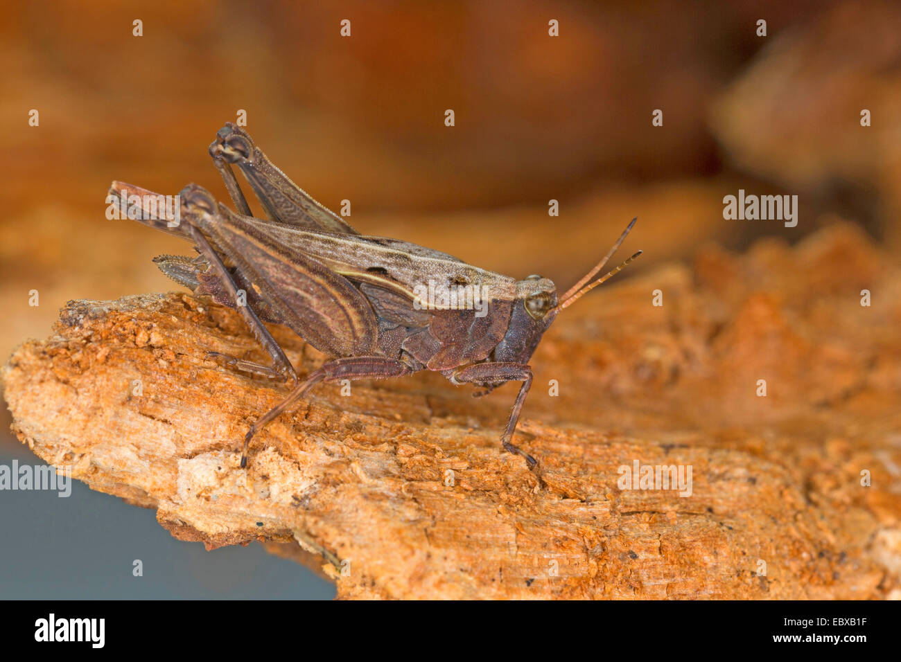 Slender groundhopper (Tetrix subulata, Tetrix subulatum, Acrydium ...