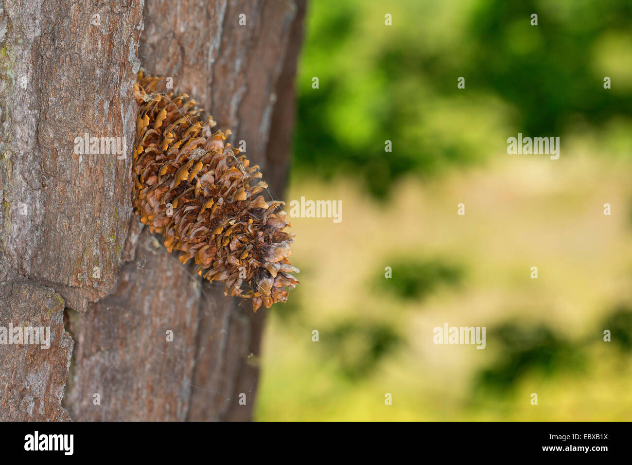 Wedged log hi-res stock photography and images - Alamy