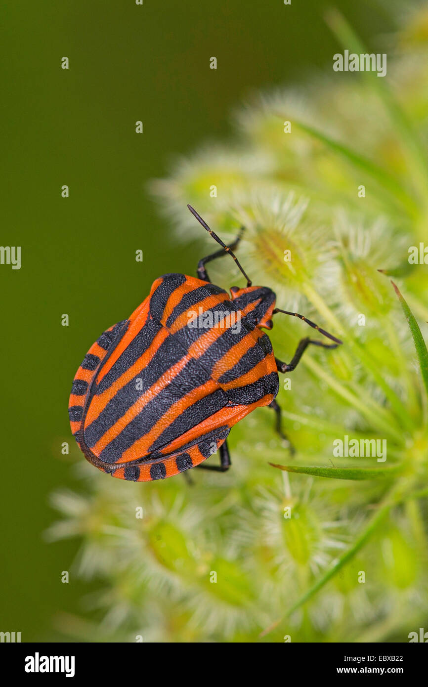 Striped insect hi-res stock photography and images - Alamy