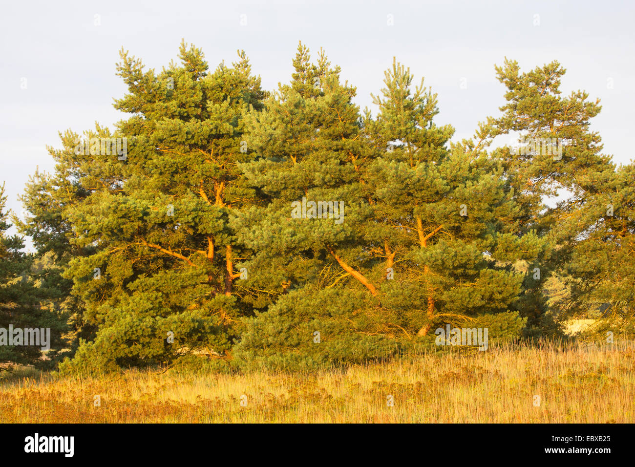 Scotch pine, Scots pine (Pinus sylvestris), in a meadow, Germany Stock ...