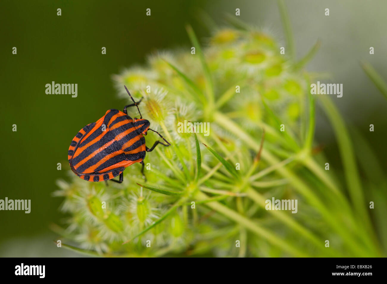 Striped bugs hi-res stock photography and images - Alamy