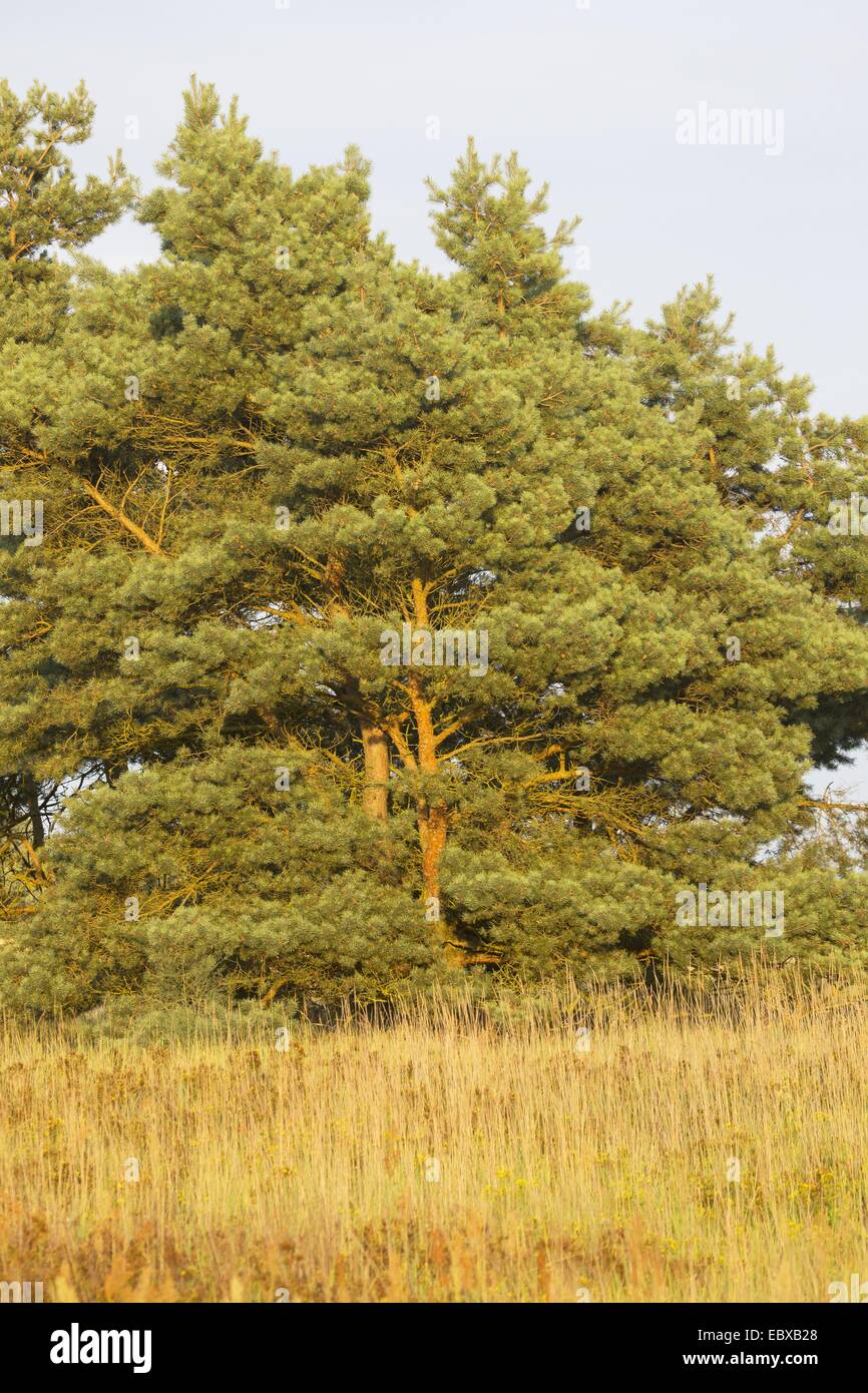 Scotch pine, Scots pine (Pinus sylvestris), in a meadow, Germany Stock ...