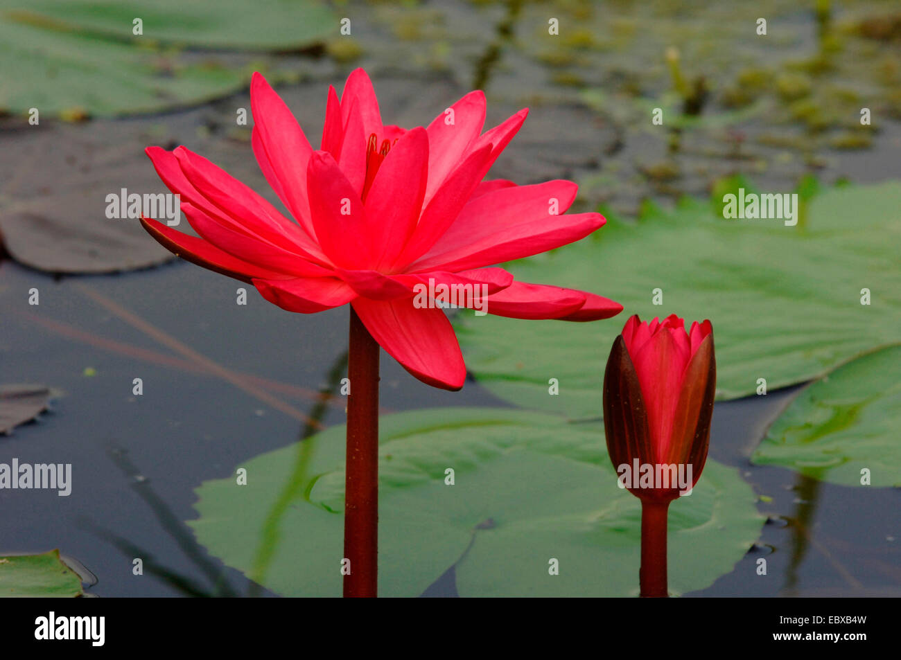 Red Water Lily High Resolution Stock Photography and Images - Alamy