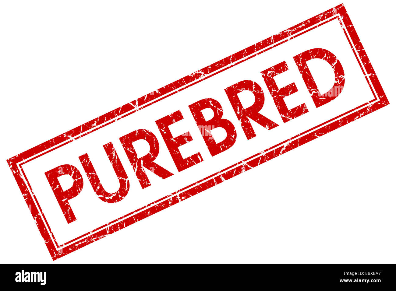purebred red square stamp isolated on white background Stock Photo - Alamy