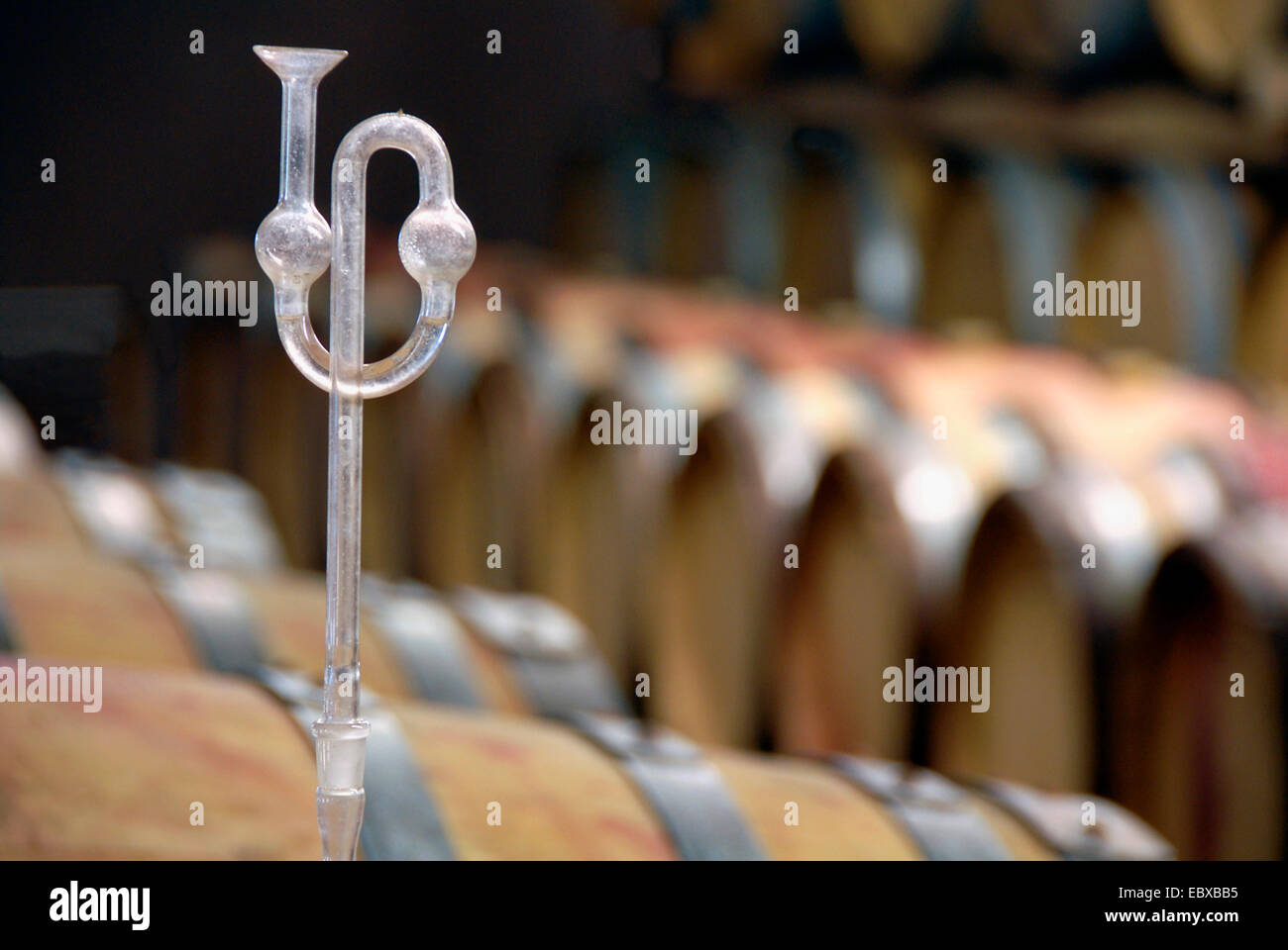 cellar of a winery, oak barrel with fermentation lock, Germany ...