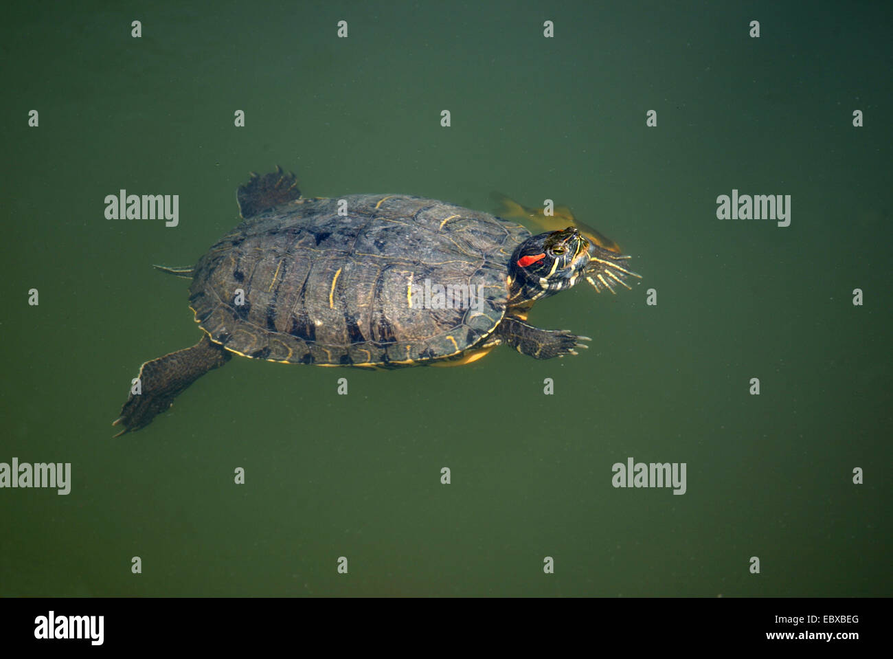 red-eared turtle, red-eared slider (Pseudemys scripta elegans ...