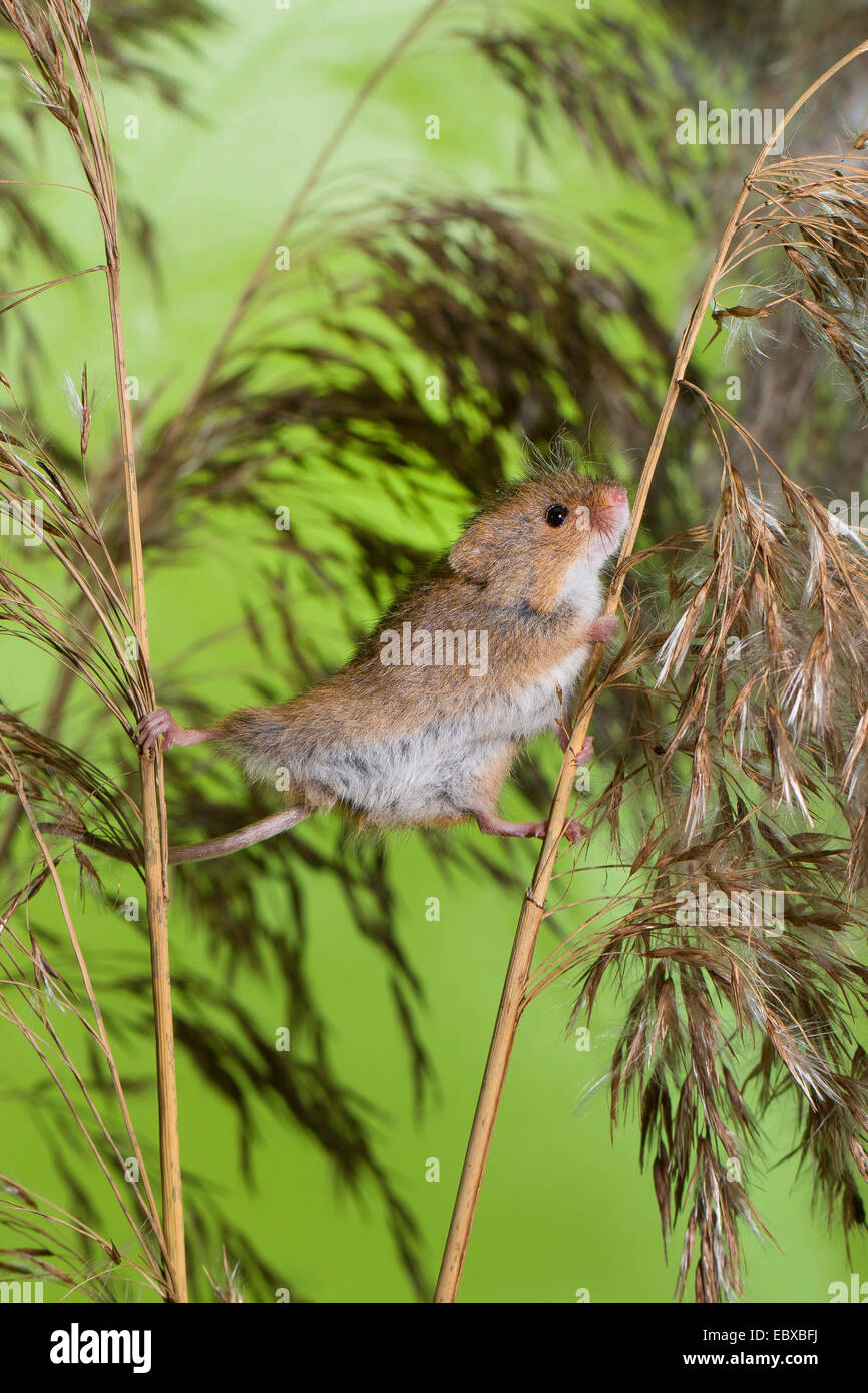 Old World harvest mouse (Micromys minutus), climbing from one to the ...