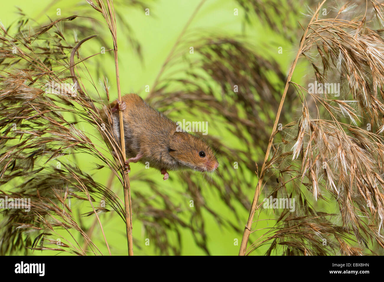 Old World harvest mouse (Micromys minutus), climbing from one to the ...