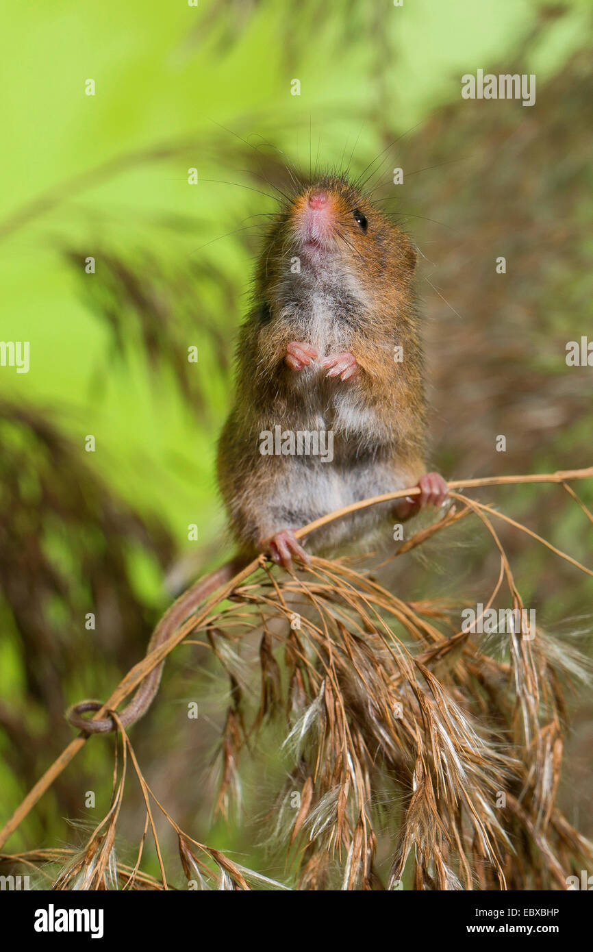 Sitting on mouse hi-res stock photography and images - Alamy