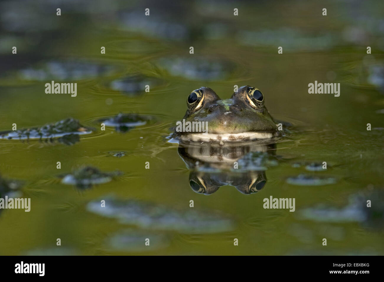 European edible frog, common edible frog (Rana kl. esculenta, Rana ...