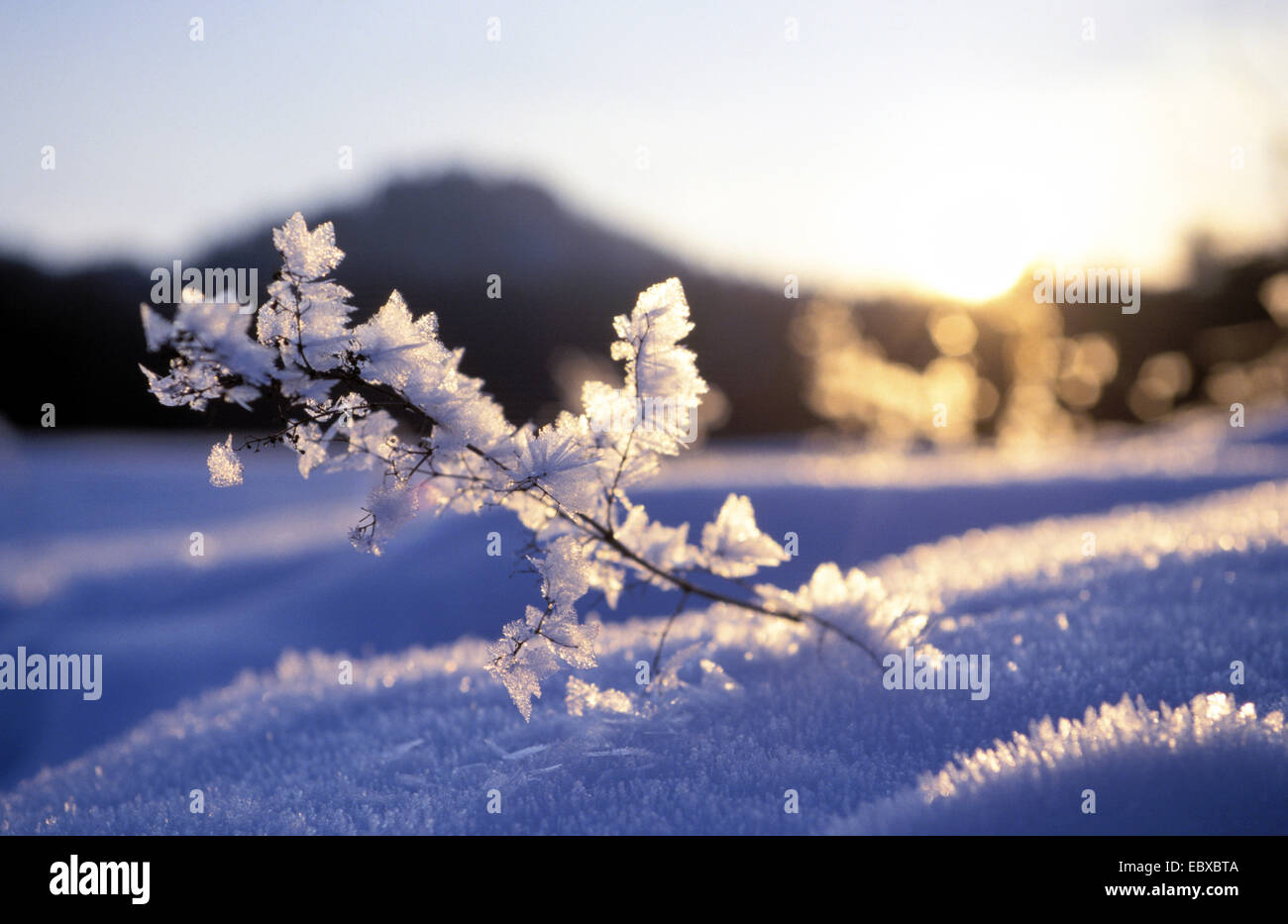 winter, spear covered with ice crystals Stock Photo - Alamy