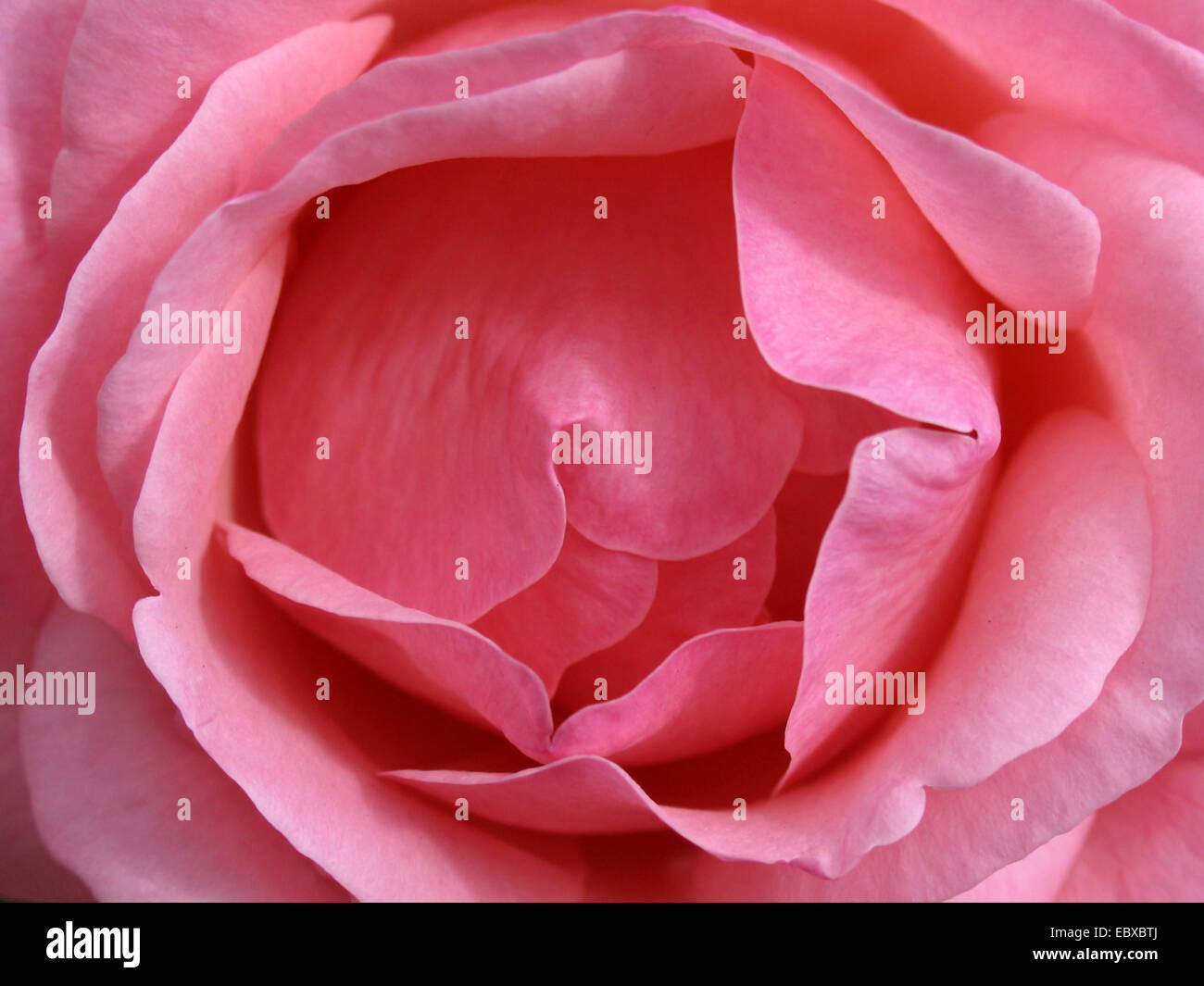 rose (Rosa spec.), flower, blooming rose Stock Photo - Alamy