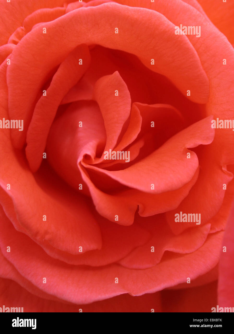 rose (Rosa spec.), flower, blooming rose Stock Photo - Alamy