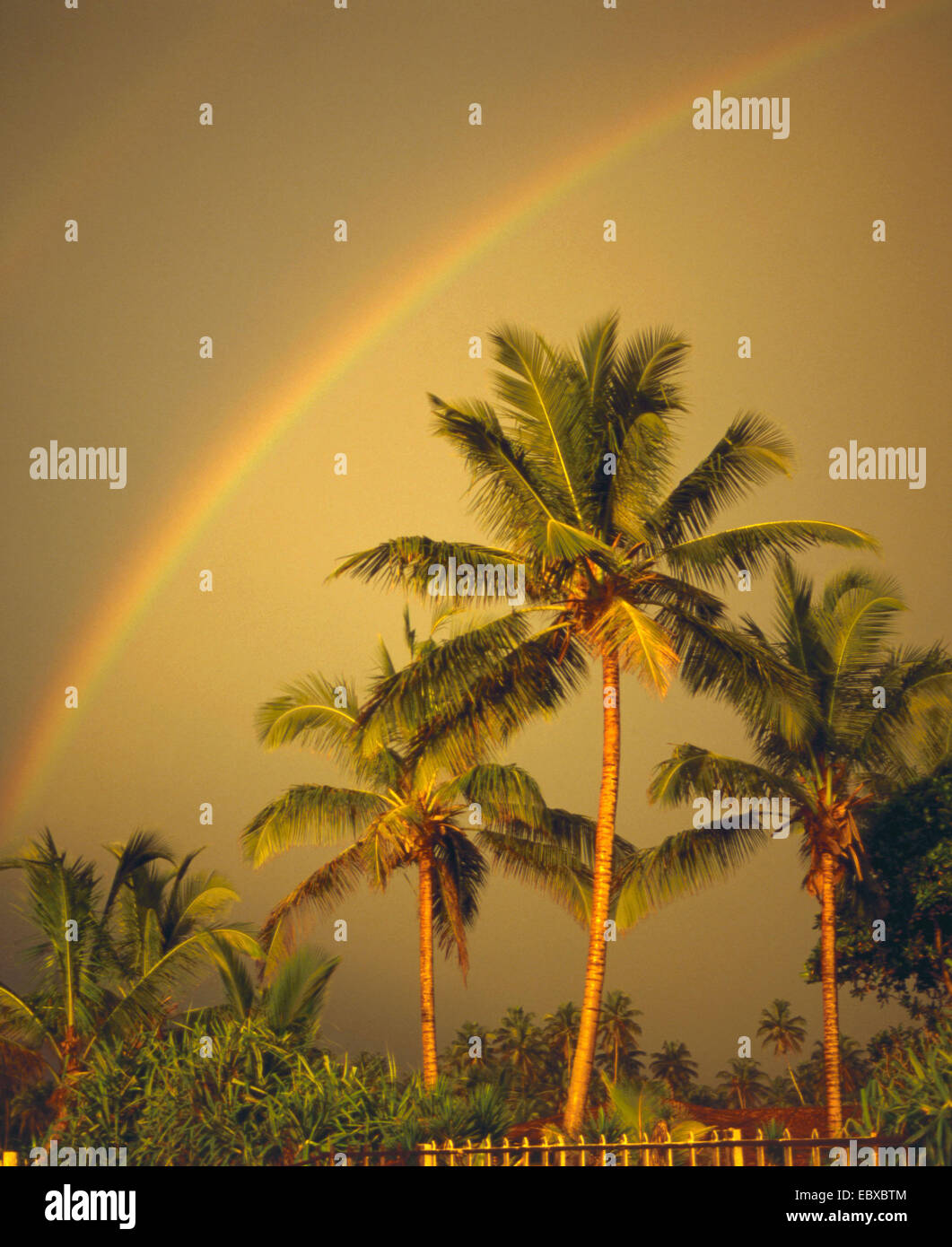 rainbow over palm trees Stock Photo - Alamy
