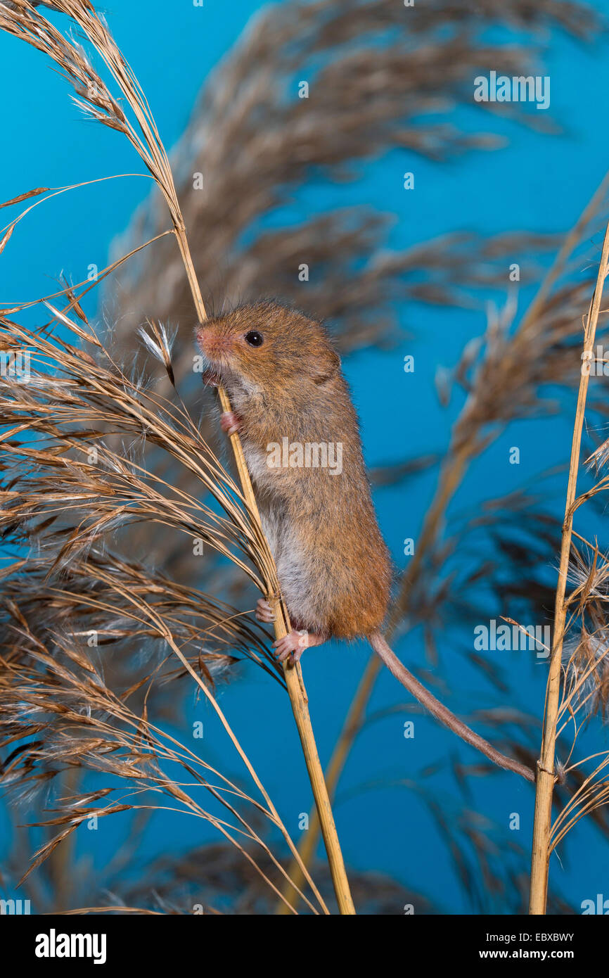 Old World harvest mouse (Micromys minutus), at a stem, Germany Stock ...