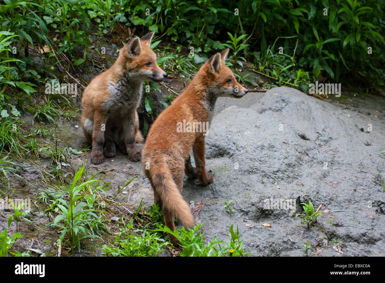 red fox (Vulpes vulpes), two fox cubs in front of their den ...