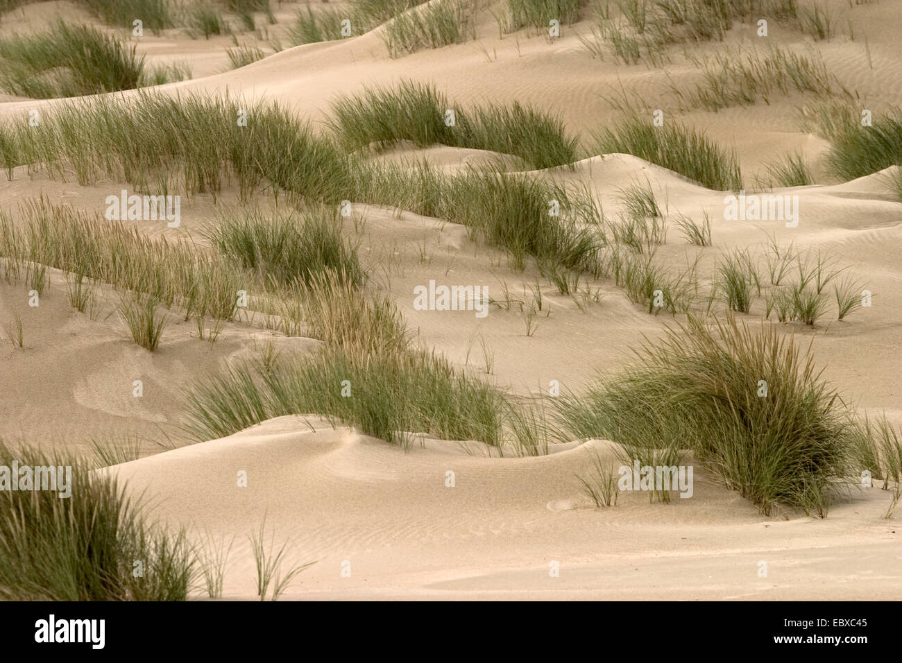 beach grass, European beachgrass, marram grass, psamma, sea sand-reed ...