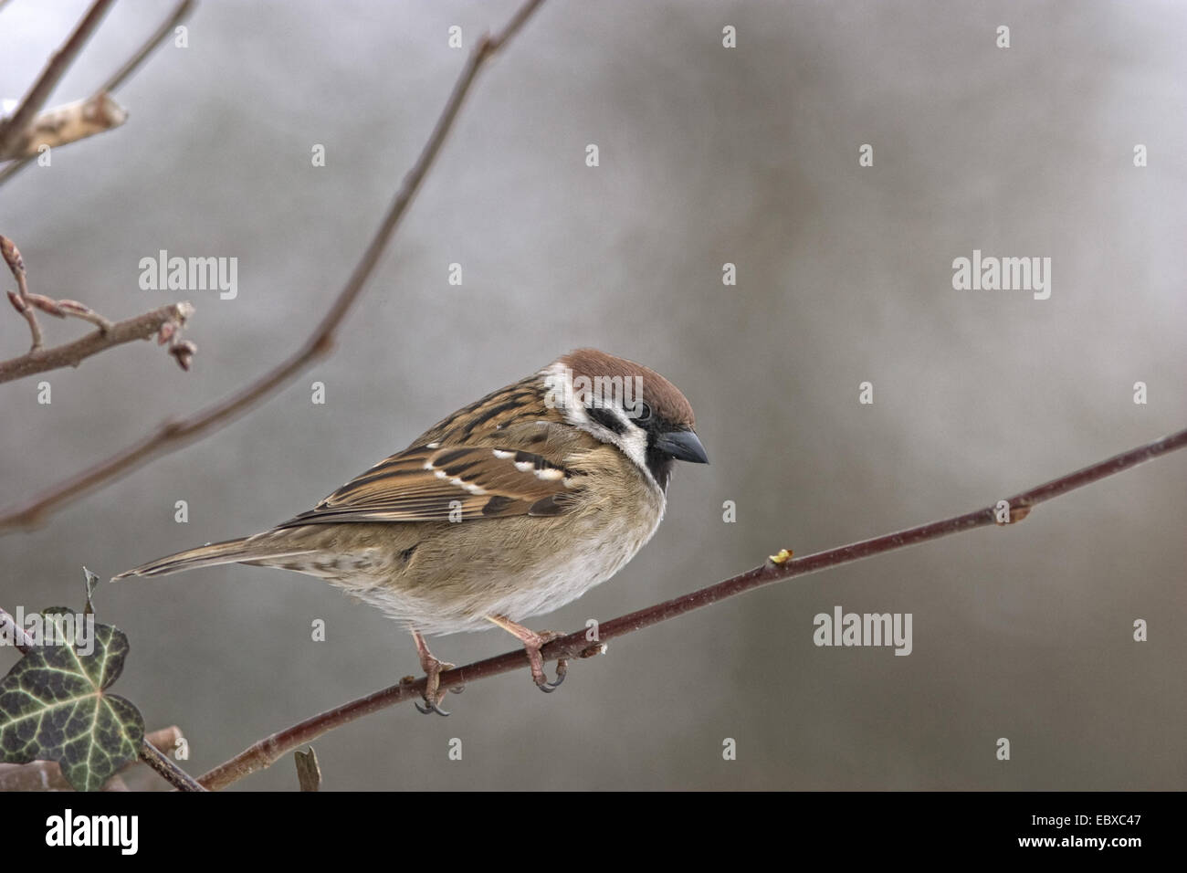 P montanus hi-res stock photography and images - Alamy