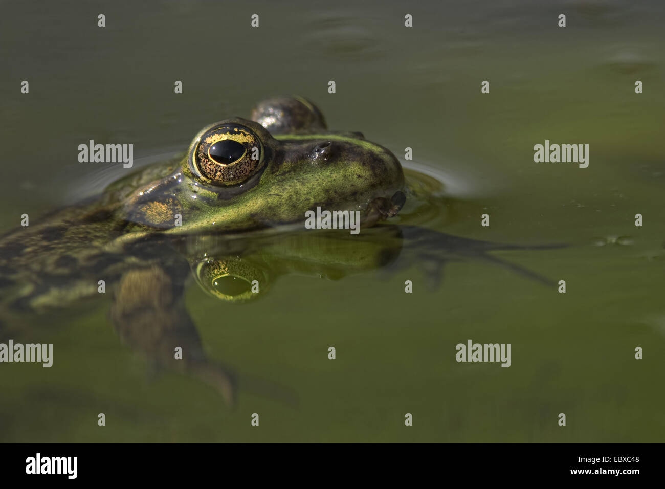 European edible frog, common edible frog (Rana kl. esculenta, Rana ...