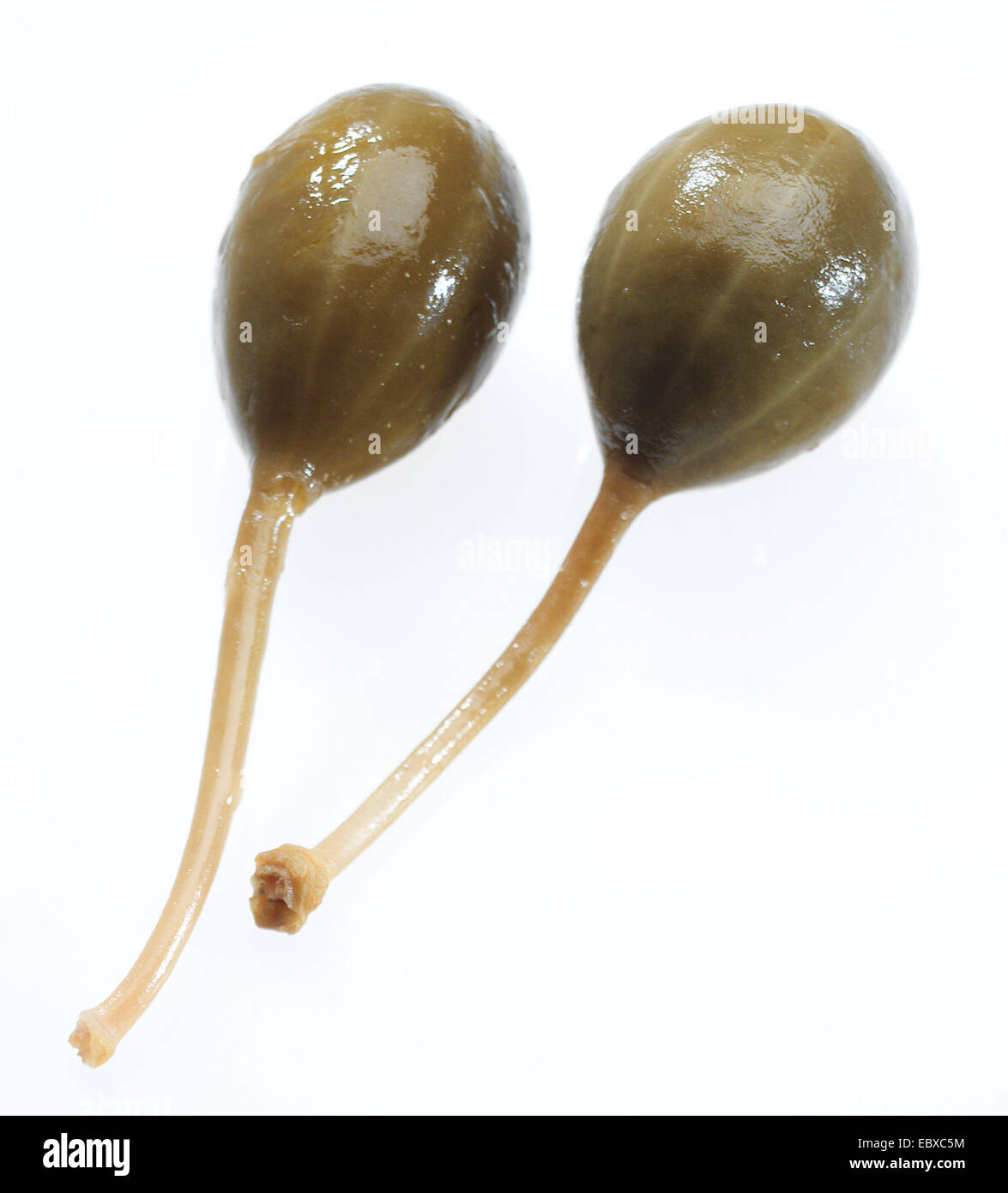 caper, alcaperro, caper berry, caper bud, caper bush, caper fruit ...