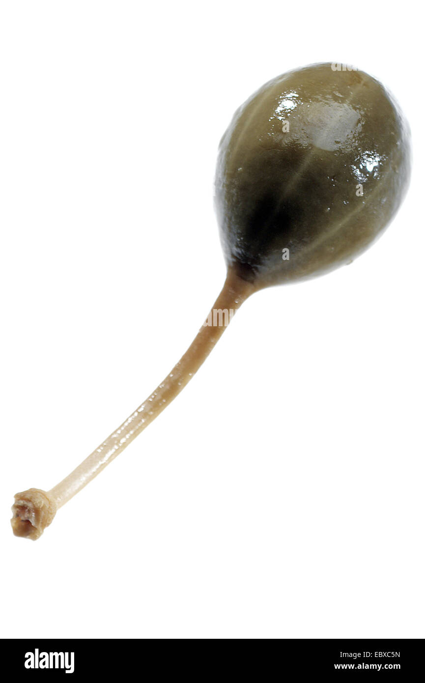 caper, alcaperro, caper berry, caper bud, caper bush, caper fruit ...