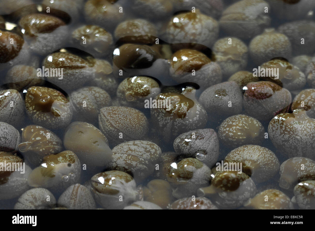 caper, alcaperro, caper berry, caper bud, caper bush, caper fruit ...