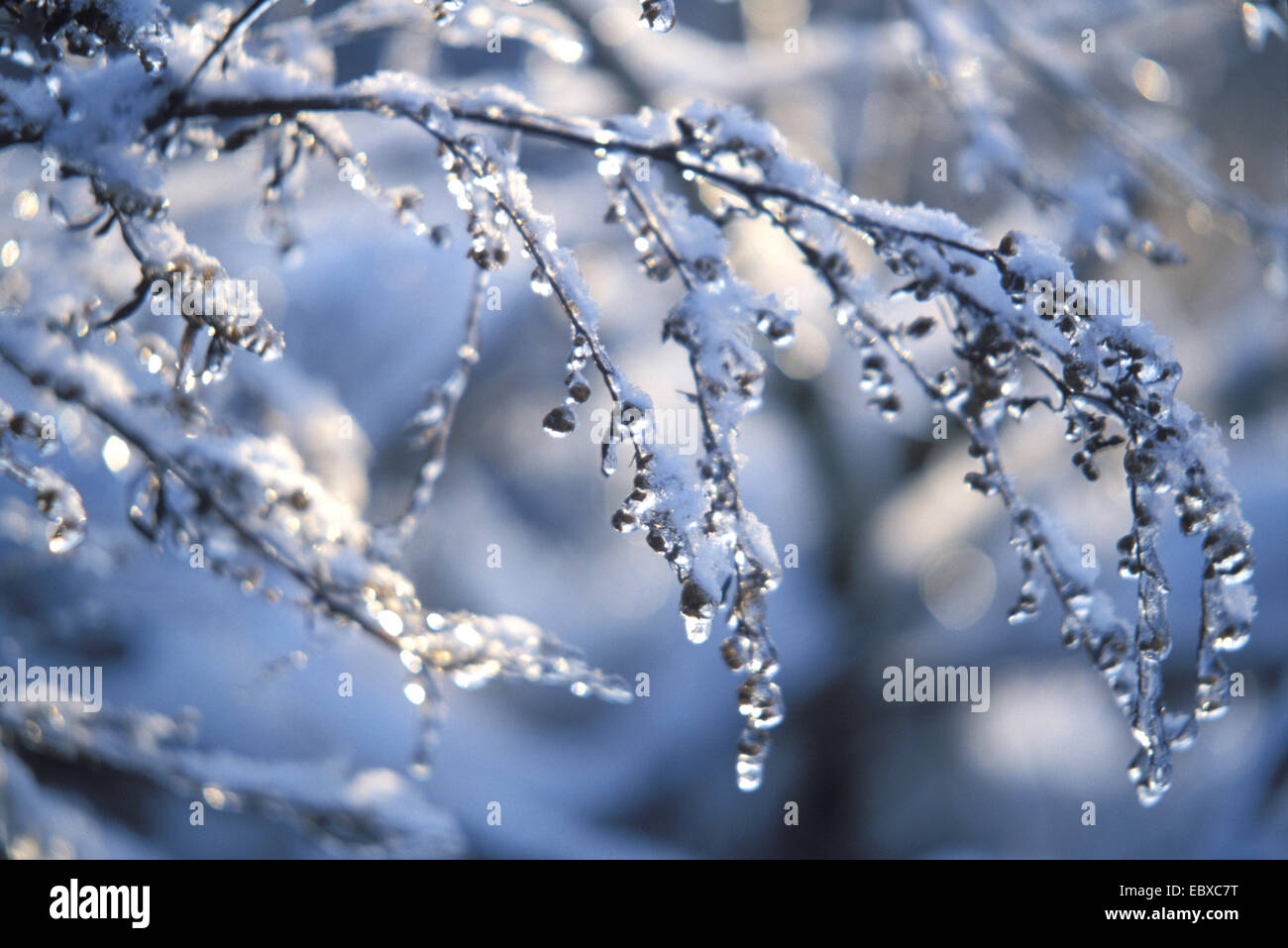 Frozen limbs hi-res stock photography and images - Alamy