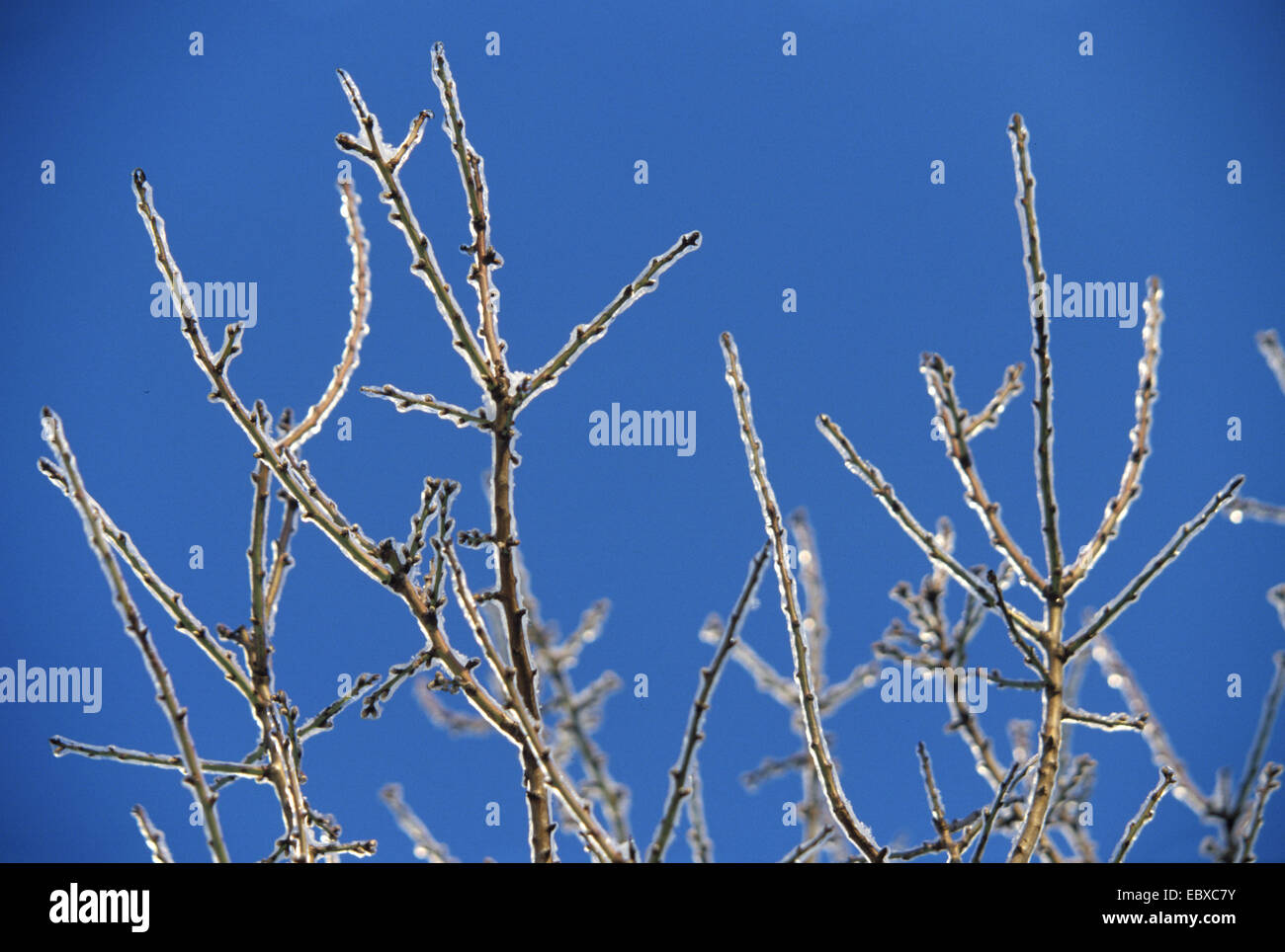 Frozen limbs hi-res stock photography and images - Alamy