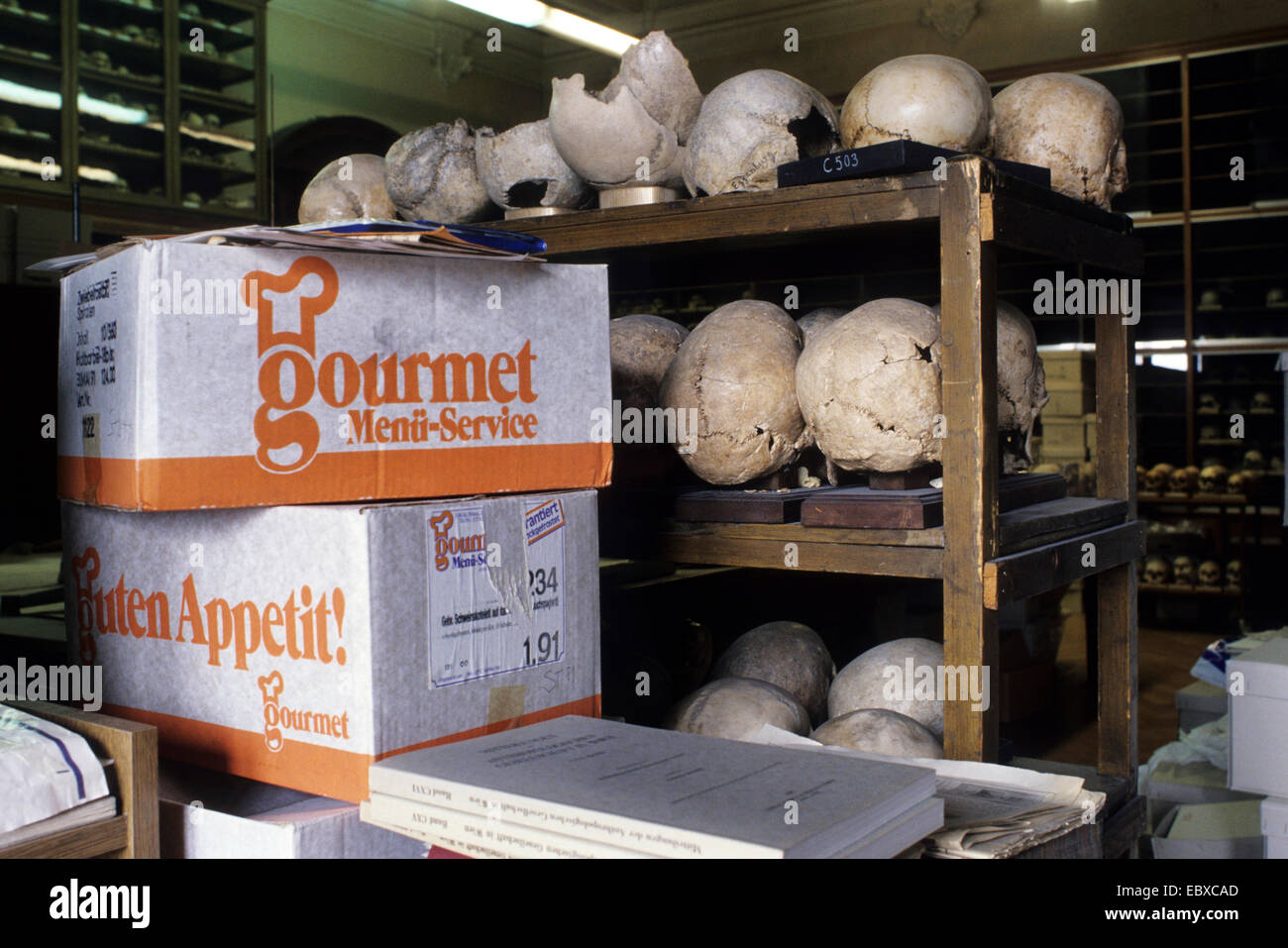 human skulls next cardboard boxes of delicatessen delivery in a museum ...