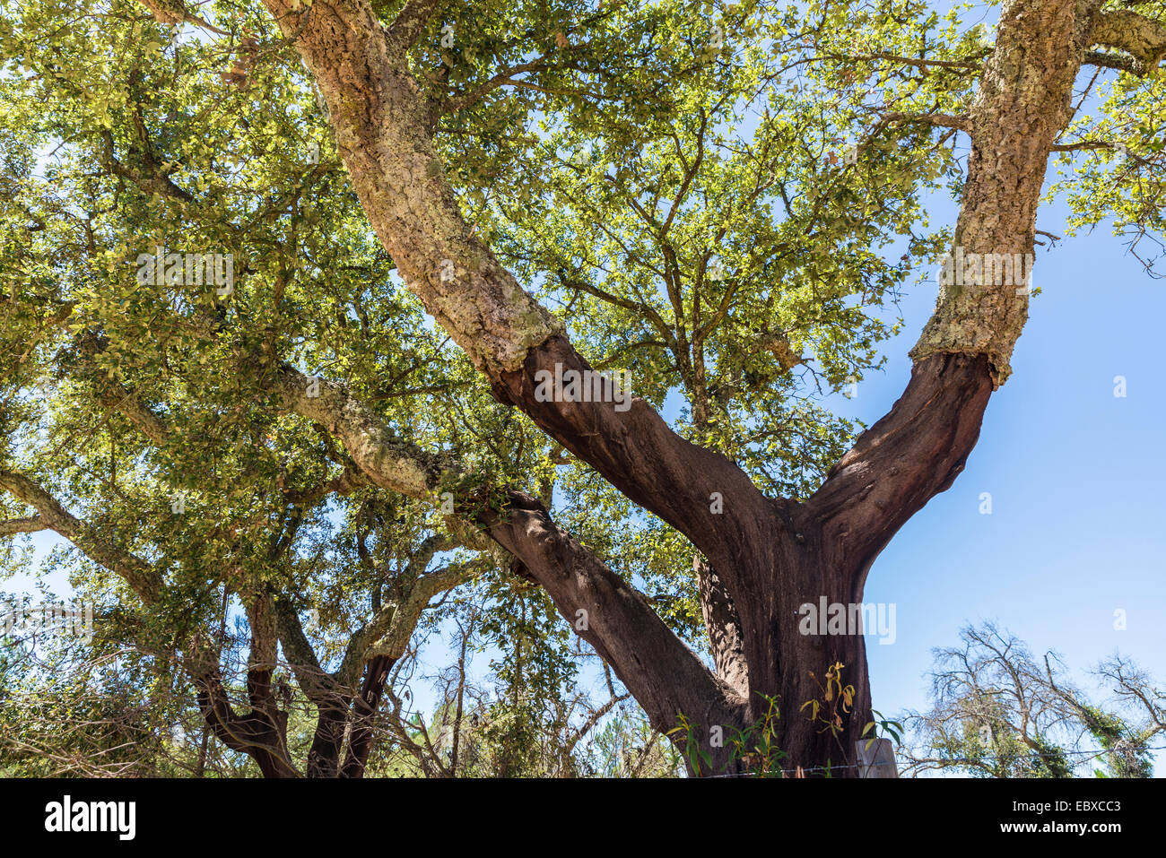 cork oak plantation near Evora in Portugal Stock Photo - Alamy