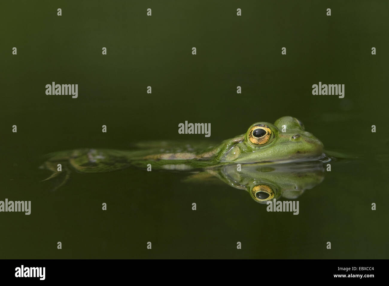 European edible frog, common edible frog (Rana kl. esculenta, Rana ...