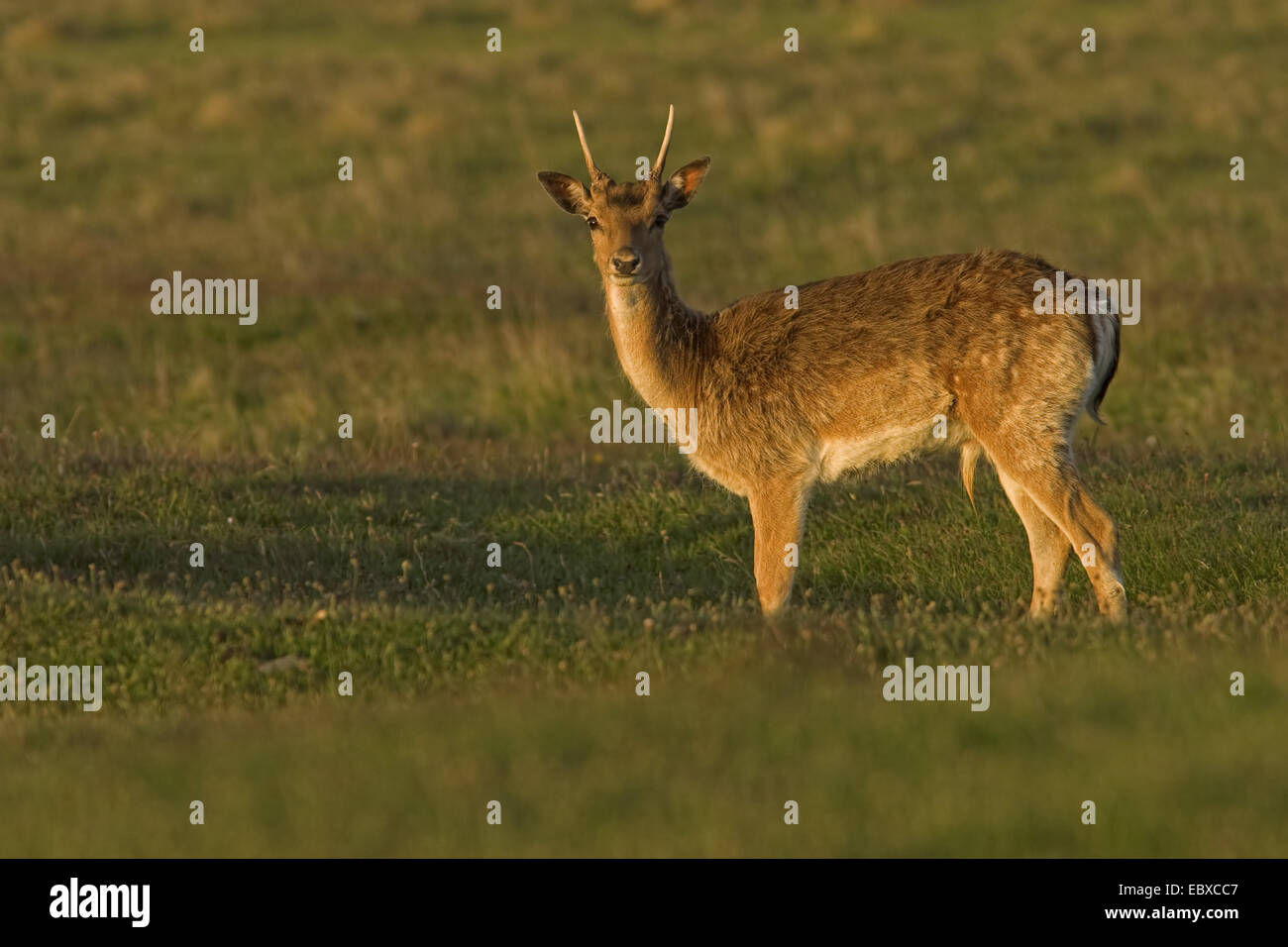 Juvenile buck male fallow deer hi-res stock photography and images - Alamy