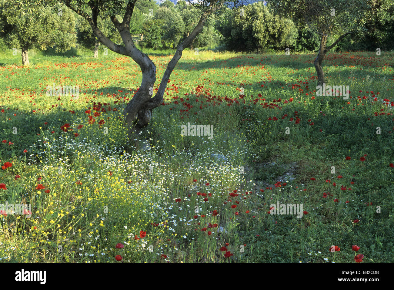 spring on Samothraki island, Greece, Thrakien, Samothrace Stock Photo ...