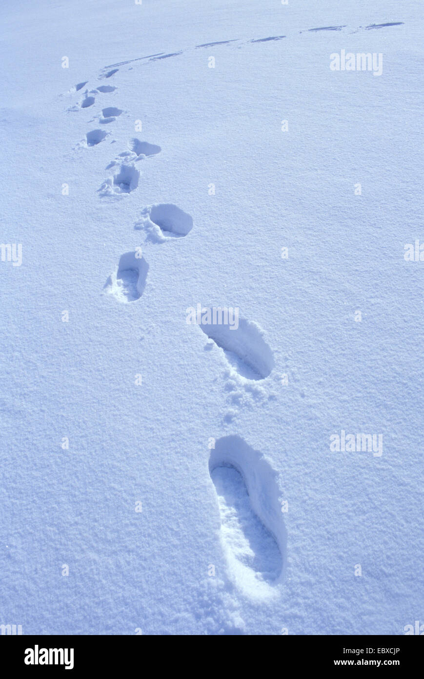 winter, footprints in the snow Stock Photo - Alamy