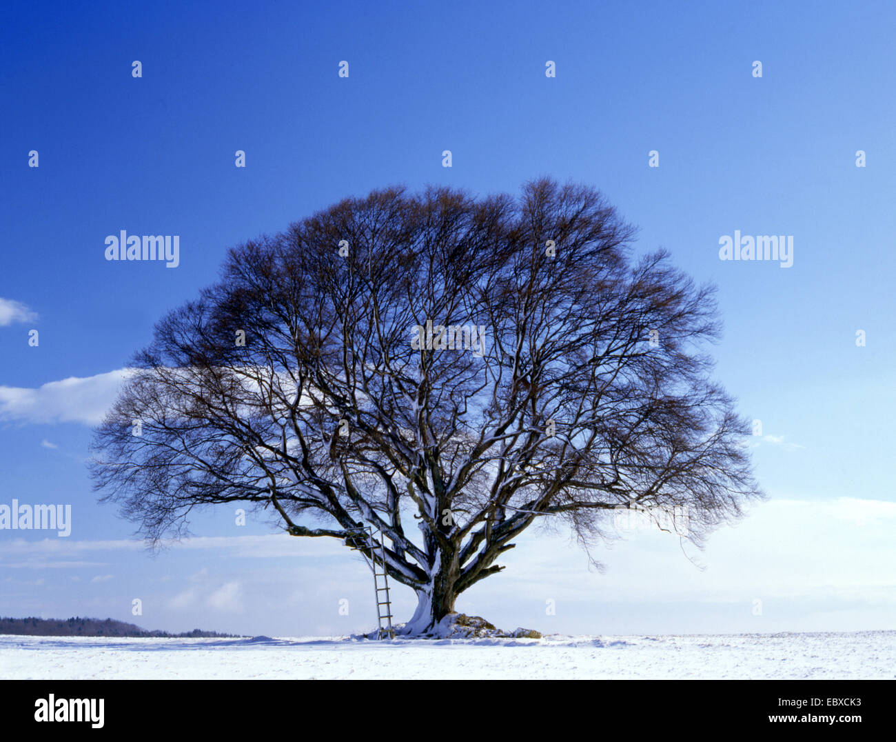 tree in winter Stock Photo - Alamy
