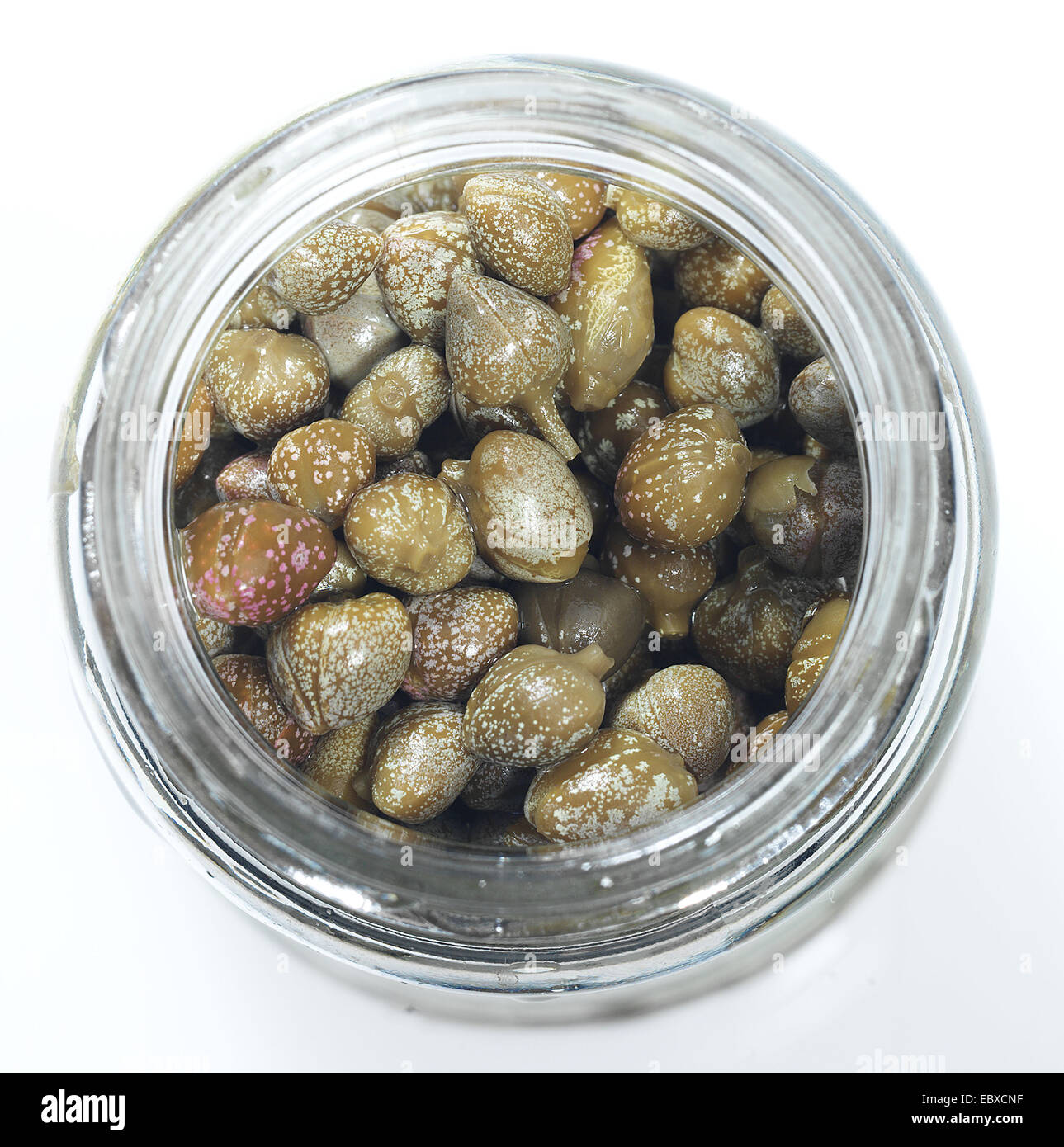 caper, alcaperro, caper berry, caper bud, caper bush, caper fruit ...