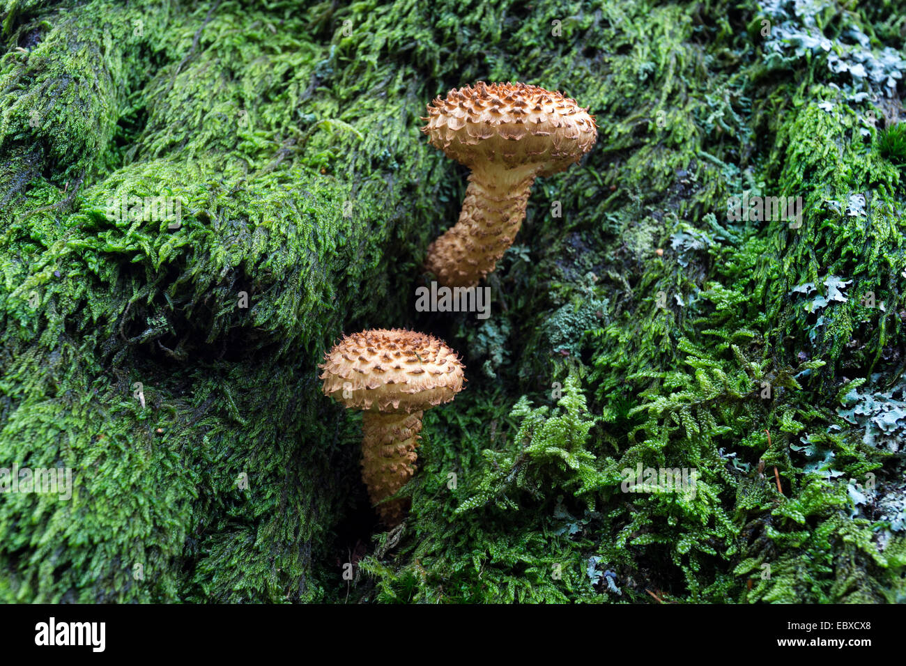 Shaggy Pholiota Pholiota squarrosa Fungi UK Stock Photo - Alamy