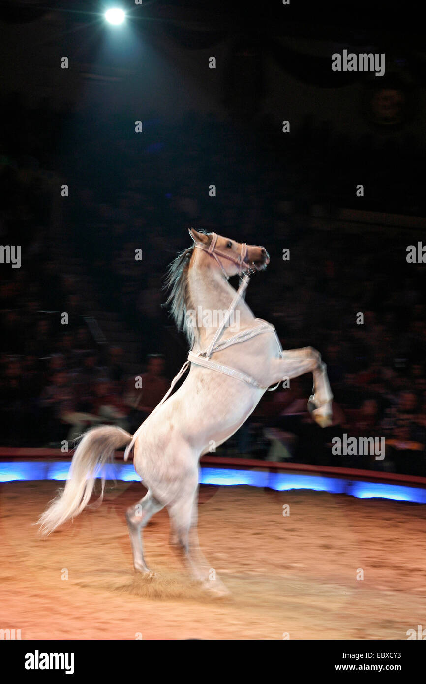Circus show horse hi-res stock photography and images - Alamy