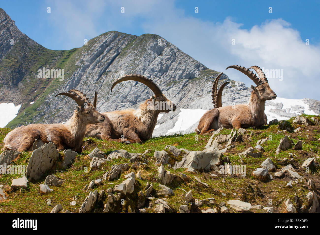 Alpine ibex (Capra ibex, Capra ibex ibex), group resting in beautiful ...