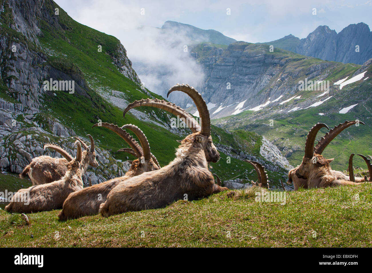 Ibex aesthetic hi-res stock photography and images - Alamy