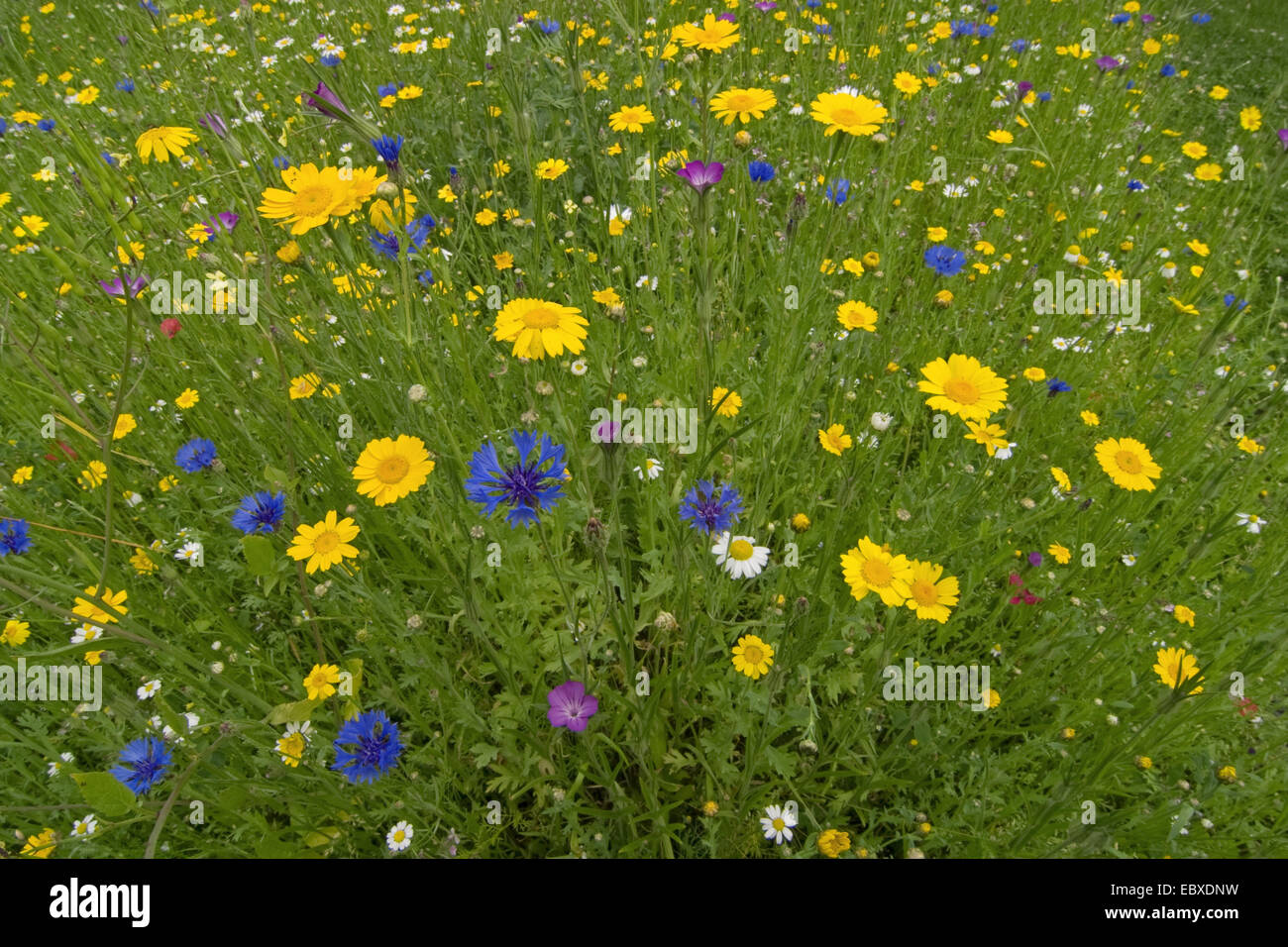 Wildflowers in garden, Belgium Stock Photo - Alamy
