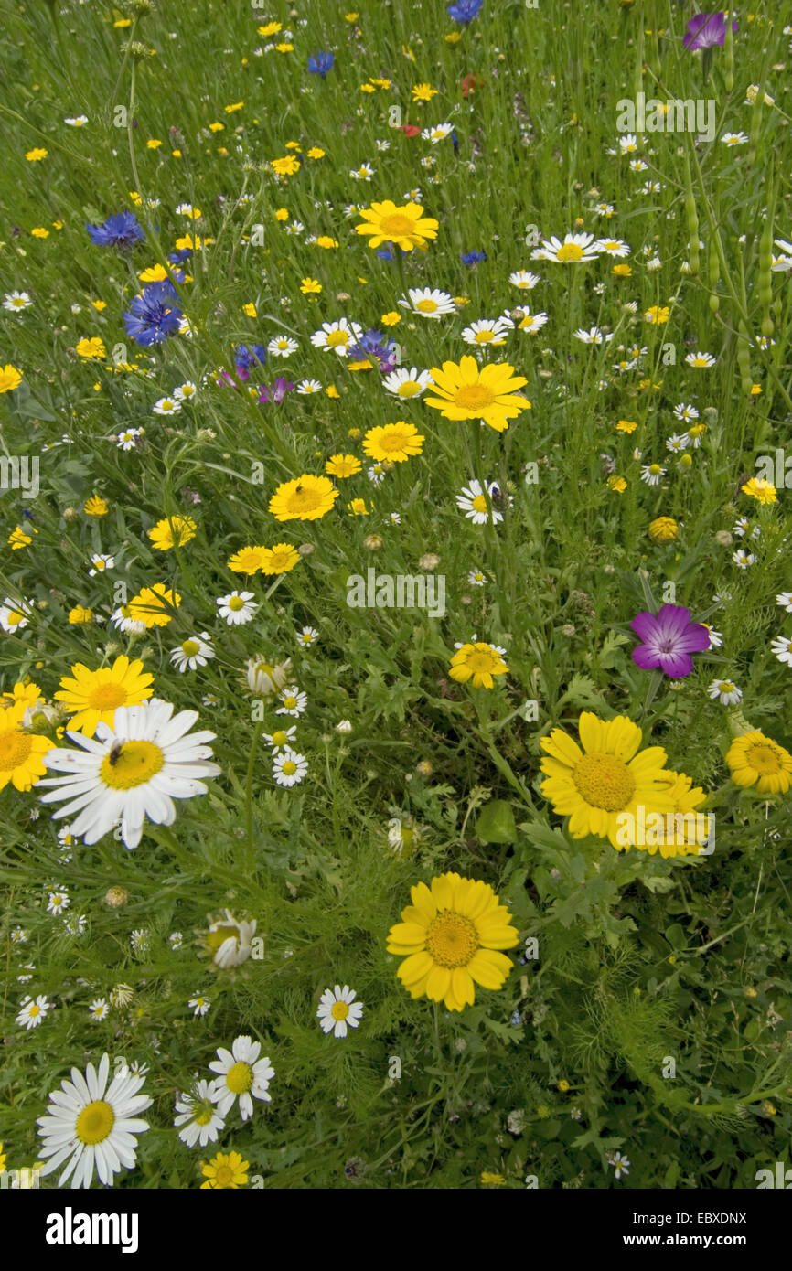 Wildflowers in garden, Belgium Stock Photo - Alamy
