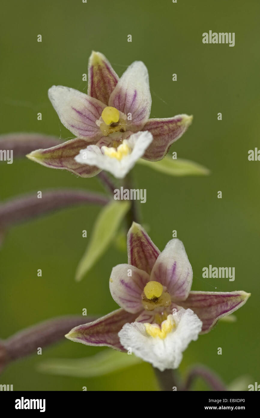 marsh helleborine (Epipactis palustris), flowers, Netherlands Stock Photo - Alamy