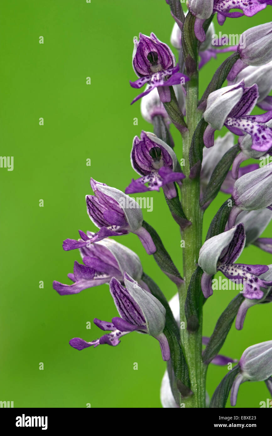 military orchid (Orchis militaris), Close-up of flower, France Stock ...