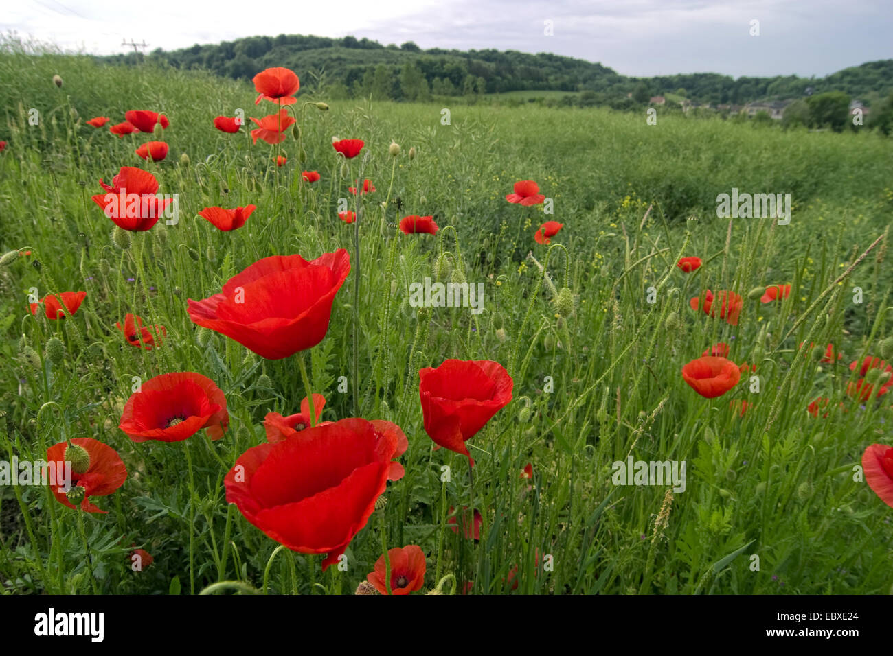 Common poppy, Corn poppy, Red poppy (Papaver rhoeas), Flowering Poppies ...