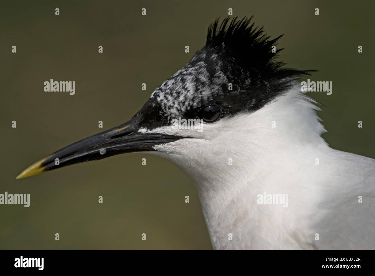 sandwich tern (Sterna sandvicensis, Thalasseus sandvicensis), portrait ...