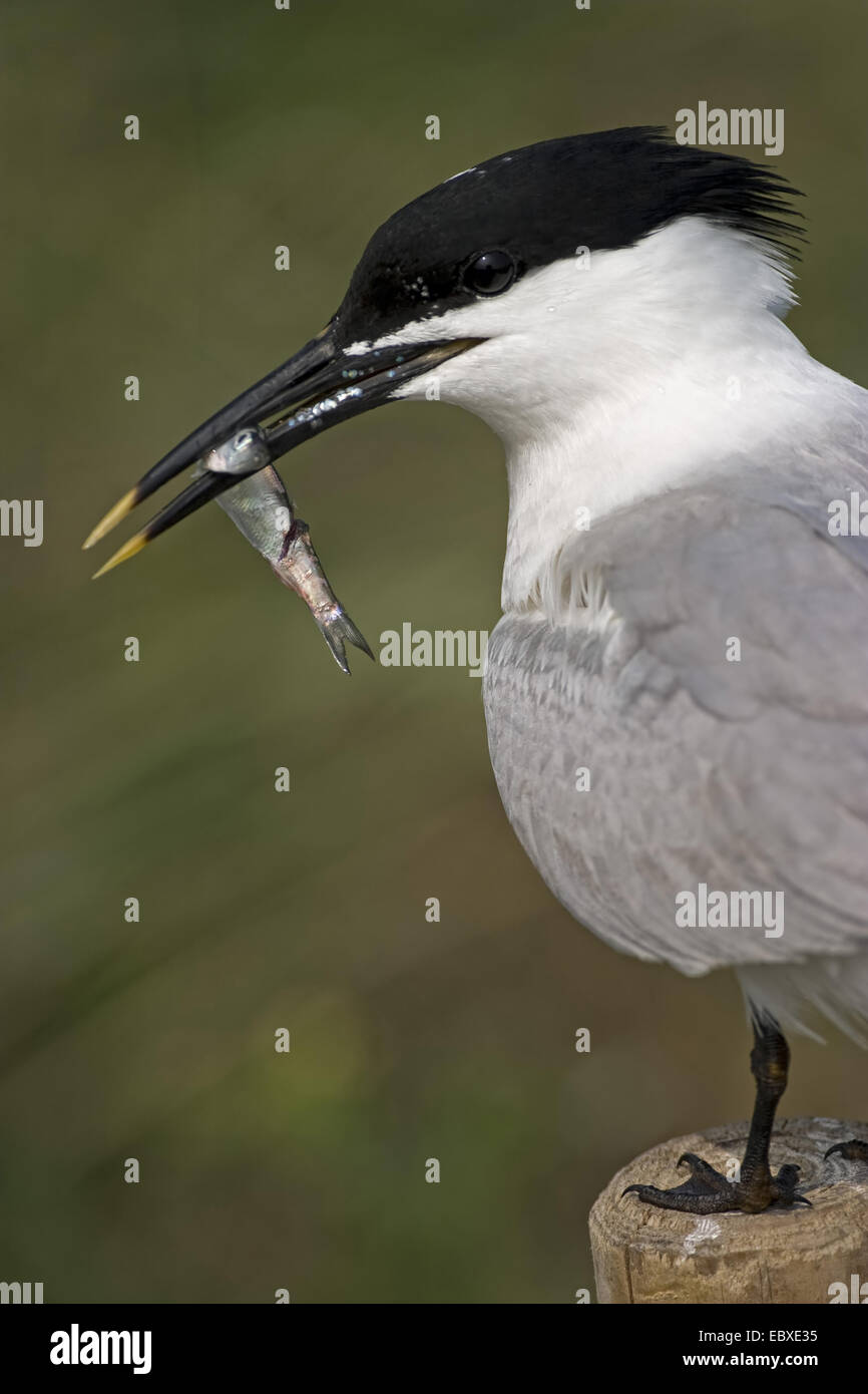 sandwich tern (Sterna sandvicensis, Thalasseus sandvicensis), with prey ...