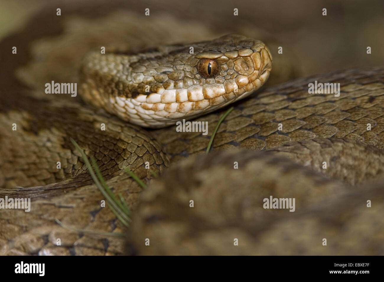 adder, common viper, common European viper, common viper (Vipera berus ...