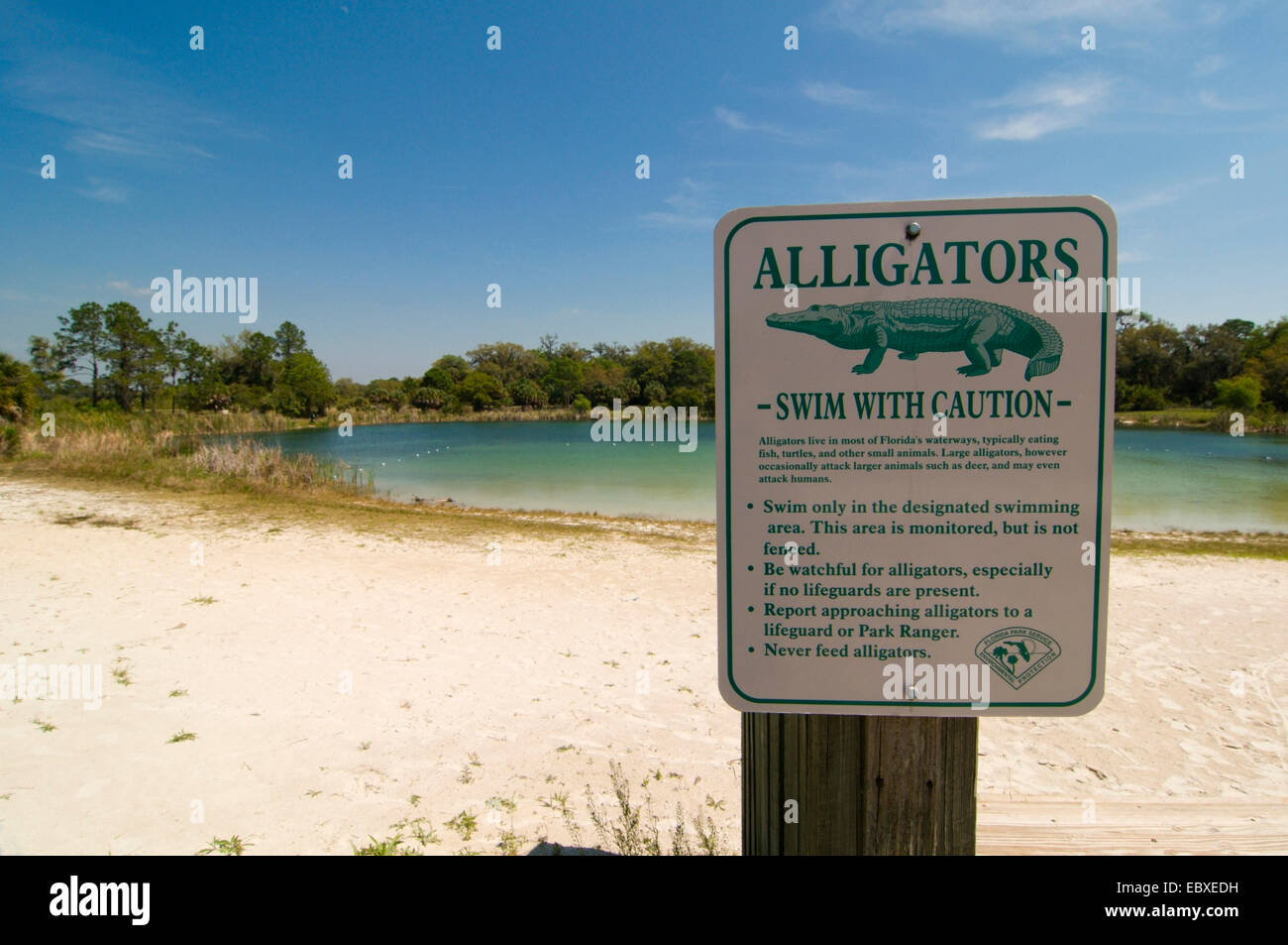 alligators, swim with caution, USA, Florida Stock Photo - Alamy